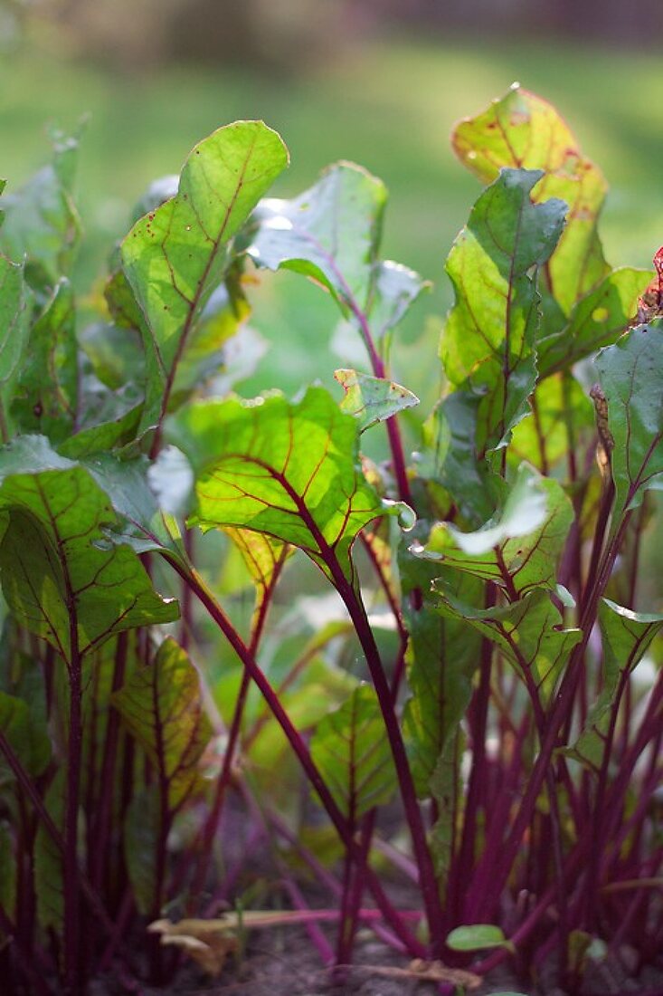 Pink Beetroot Feast – License Features – 12849229 House of Pictures