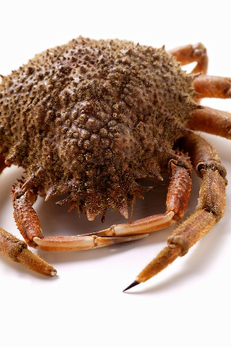 Meeresspinne Bilder – Food-Fotos kaufen StockFood