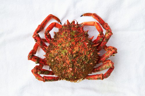 Meeresspinne Bilder – Food-Fotos kaufen StockFood