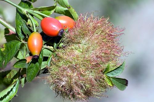Rosae pseudo-fructus Bilder Science Photo Library