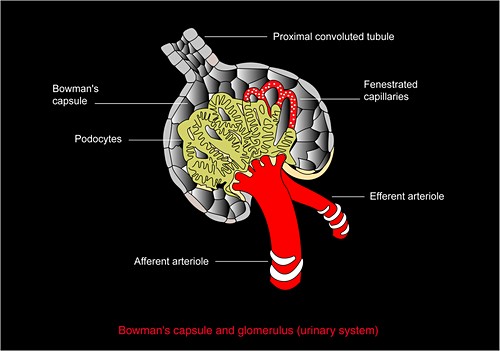 Bowman-Kapsel Bilder Science Photo Library