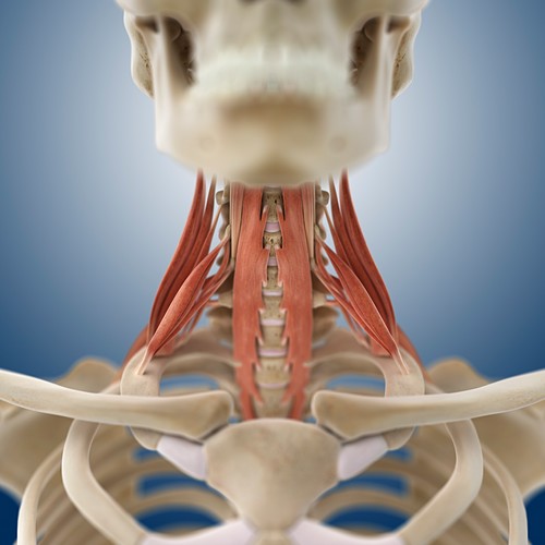Halsmuskeln Bilder Science Photo Library