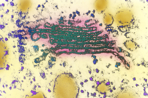 Appareil de Golgi Photos Science Photo Library