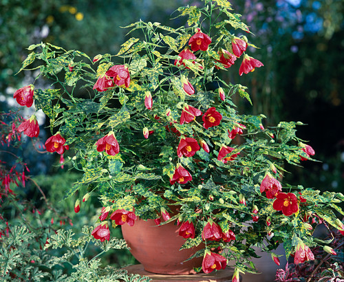 Abutilon pictum ‘Thompsonii’ … – Bild kaufen – 12110088 Friedrich ...