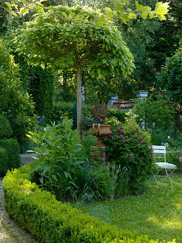Kugelbaum Bilder – Garten-Fotos kaufen Gartenbildagentur Friedrich Strauss