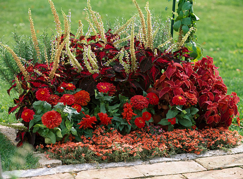 Inselbeet Bilder – Garten-Fotos kaufen Gartenbildagentur Friedrich Strauss