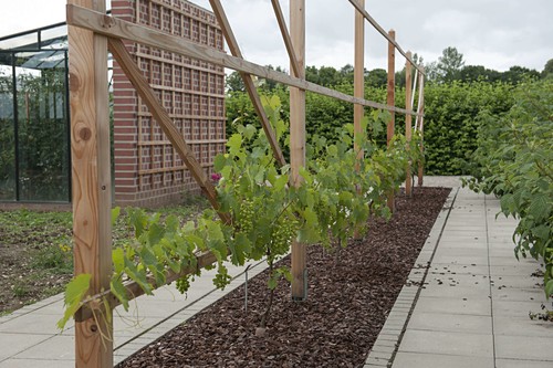 Modern Weinreben Im Garten