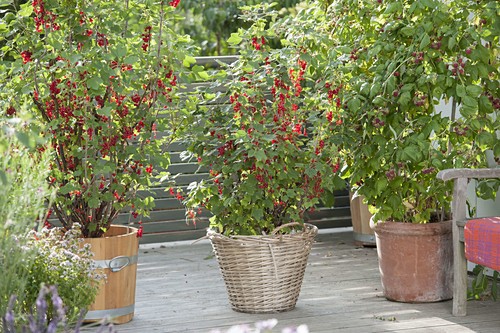 Himbeeren Auf Balkon