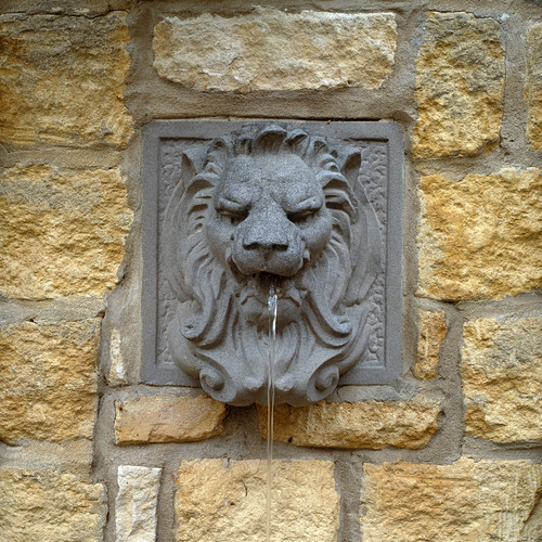 Löwenkopf Bilder – Garten-Fotos kaufen Gartenbildagentur Friedrich Strauss