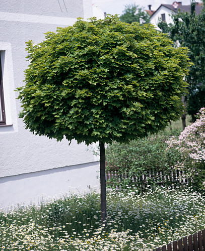 Kugelbaum Bilder – Garten-Fotos kaufen Gartenbildagentur Friedrich Strauss