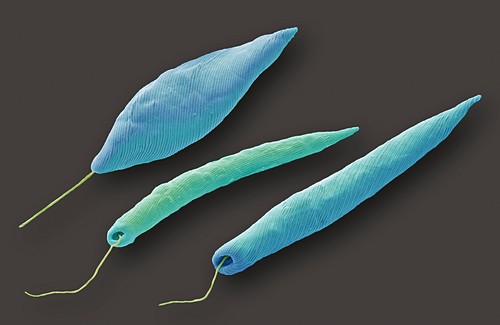 Augentierchen Bilder Science Photo Library