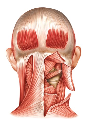 Halsmuskeln Bilder Science Photo Library