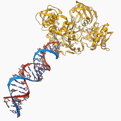 RNA-Interferenz Bilder Science Photo Library