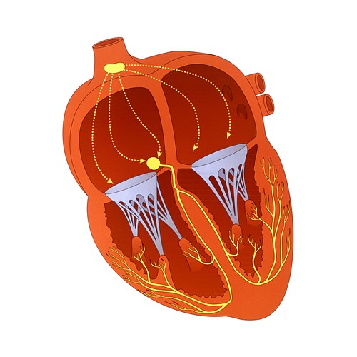 Conduction Photos Science Photo Library