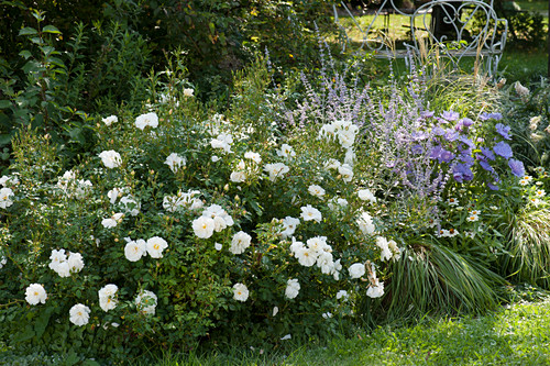 Rosenbeet Bilder – Garten-Fotos kaufen Gartenbildagentur Friedrich Strauss