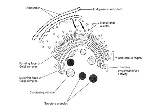 Granules Photos Science Photo Library
