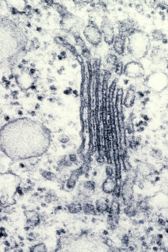Appareil de Golgi Photos Science Photo Library