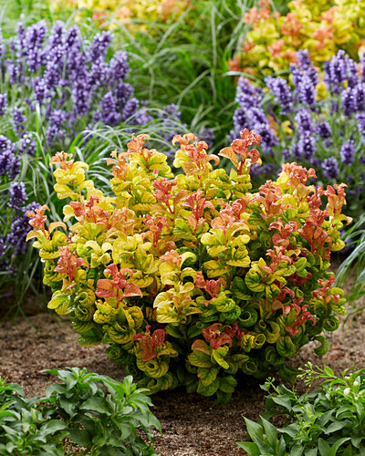 Gold Bilder Friedrich Strauss Gartenbildagentur