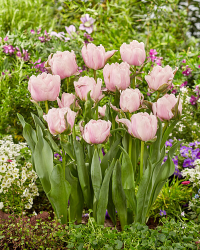 Gabriella Bilder – Garten-Fotos kaufen Gartenbildagentur Friedrich Strauss