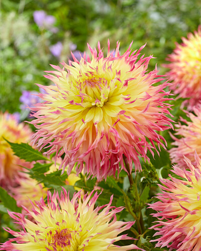 Pastel Bilder – Garten-Fotos kaufen Gartenbildagentur Friedrich Strauss