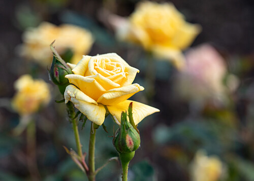 Rosa Valentine Bilder – Garten-Fotos kaufen Gartenbildagentur Friedrich ...