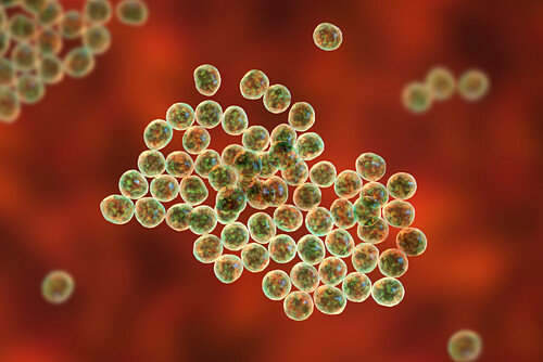 Staphylocoque doré Photos Science Photo Library