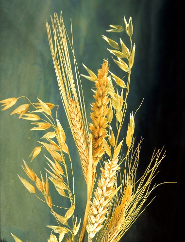 Getreideähren von Hafer, Gerste, Weizen … – Bilder kaufen – 135750 ...