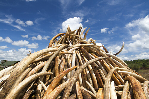 Ivory Photos – License unique travel photos lookphotos