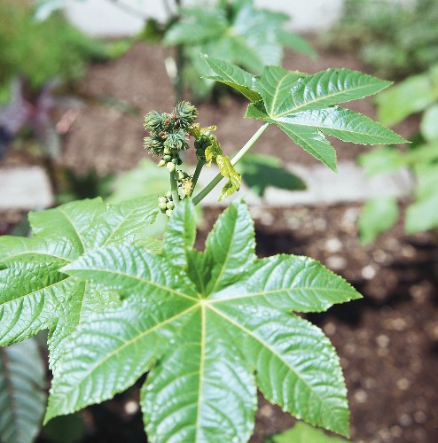 Rizinus-Pflanze mit Blüten im Freien … – Bilder kaufen – 213758 StockFood