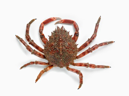 Meeresspinne Bilder – Food-Fotos kaufen StockFood
