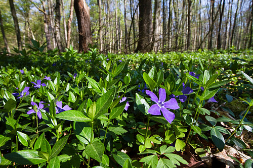 Periwinkle Photos – License unique travel photos lookphotos