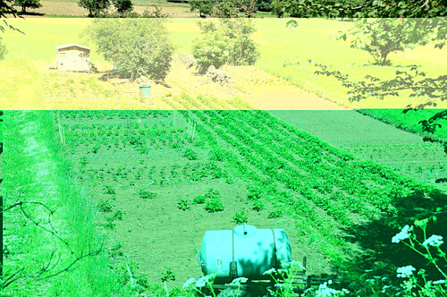 Vegetable Plot Photos – License unique travel photos lookphotos