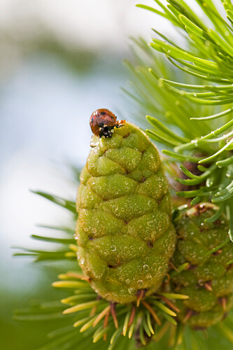 Ladybirds Photos – License unique travel photos lookphotos