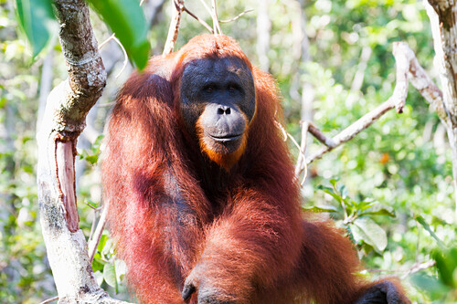 Pondok Photos – License unique travel photos lookphotos