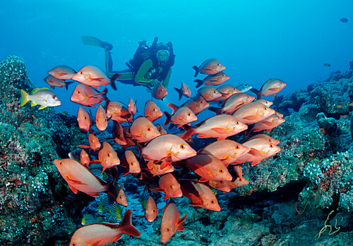 Schnapper Photos – License unique travel photos lookphotos