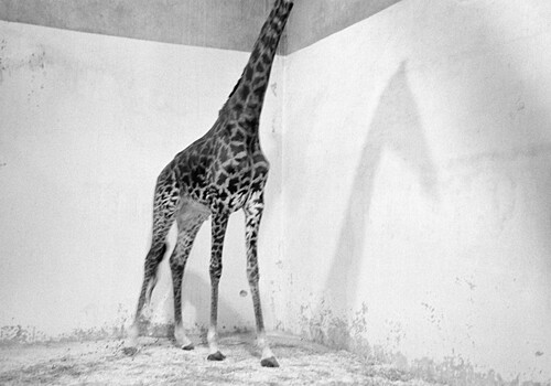 Headless Photos – License unique travel photos lookphotos
