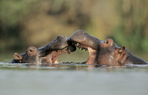 Mammals Photos – License unique travel photos lookphotos