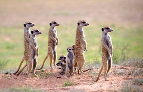 Predator Photos – License unique travel photos lookphotos