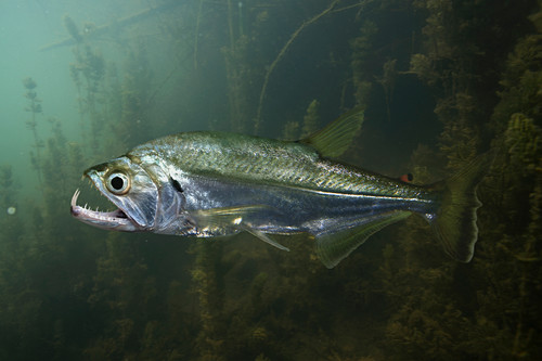 Vampire Photos – License unique travel photos lookphotos
