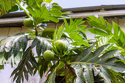 Breadfruit Photos – License unique travel photos lookphotos