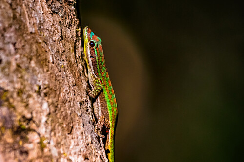 Gekko Photos – License unique travel photos lookphotos