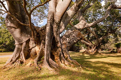 Branching Photos – License unique travel photos lookphotos