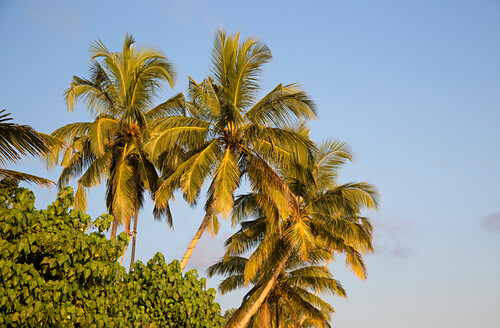 Coconut trees Photos – License unique travel photos lookphotos