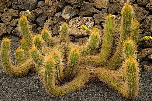 Lanzarote Photos – License unique travel photos lookphotos