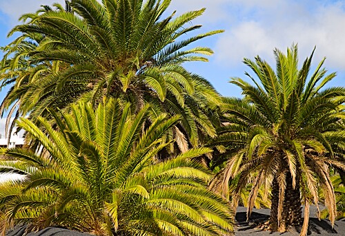Lanzarote Photos – License unique travel photos lookphotos