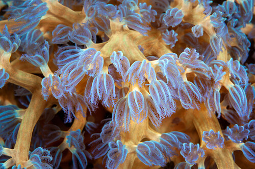 Polyp Photos – License unique travel photos lookphotos