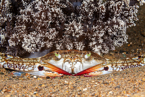 Swimming Crab Photos – License unique travel photos lookphotos