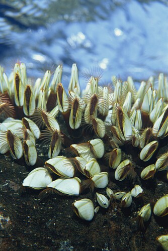 Barnacles Photos – License unique travel photos lookphotos