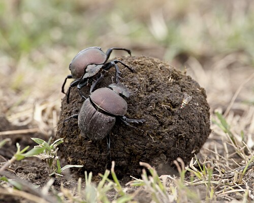 Dung-Beetles Photos – License unique travel photos lookphotos