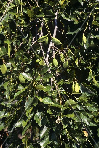 Pongam tree or Indian beech (Pongamia … – License Images – StockFood ...